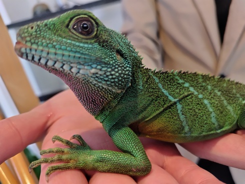 【ロイヤルホスト】贅沢モーニング＆ウォータードラゴン